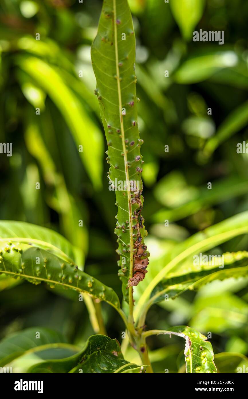 Symptoms of nutrition deficiency and bacterial attack on mango tree ...