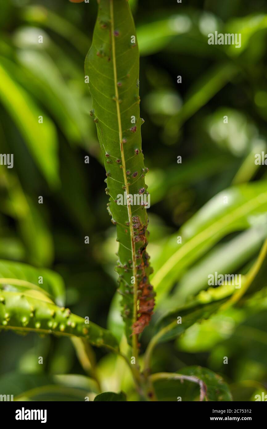 Mango leaf disease hi-res stock photography and images - Alamy
