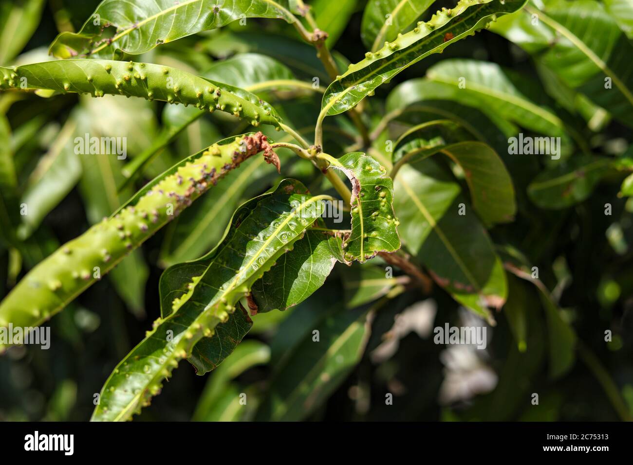 The young leaves of the mango trees were destroyed by insects Stock ...
