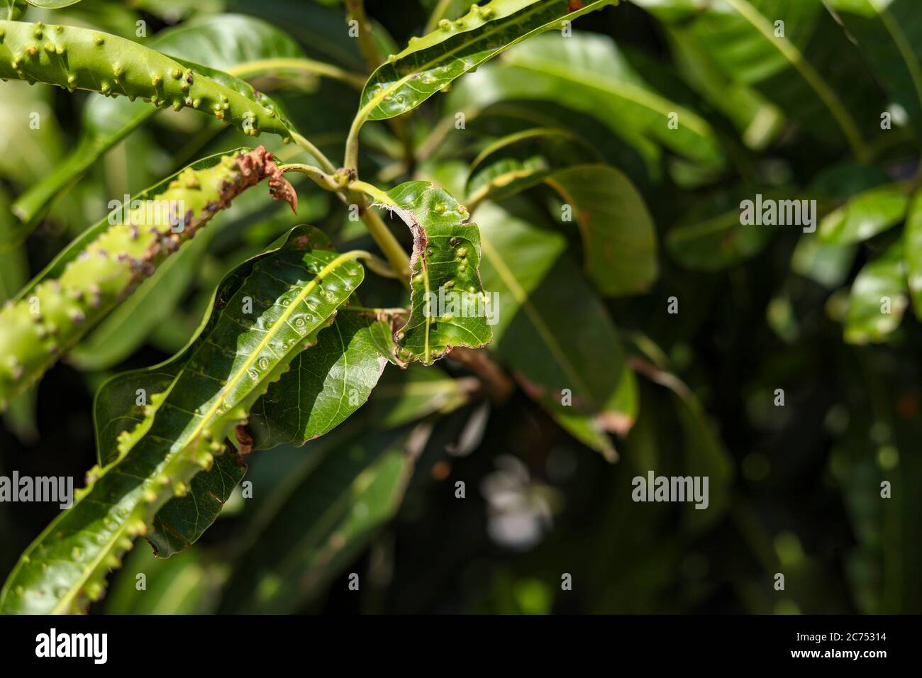 Plant diseases and damage. Mango leafs Stock Photo - Alamy