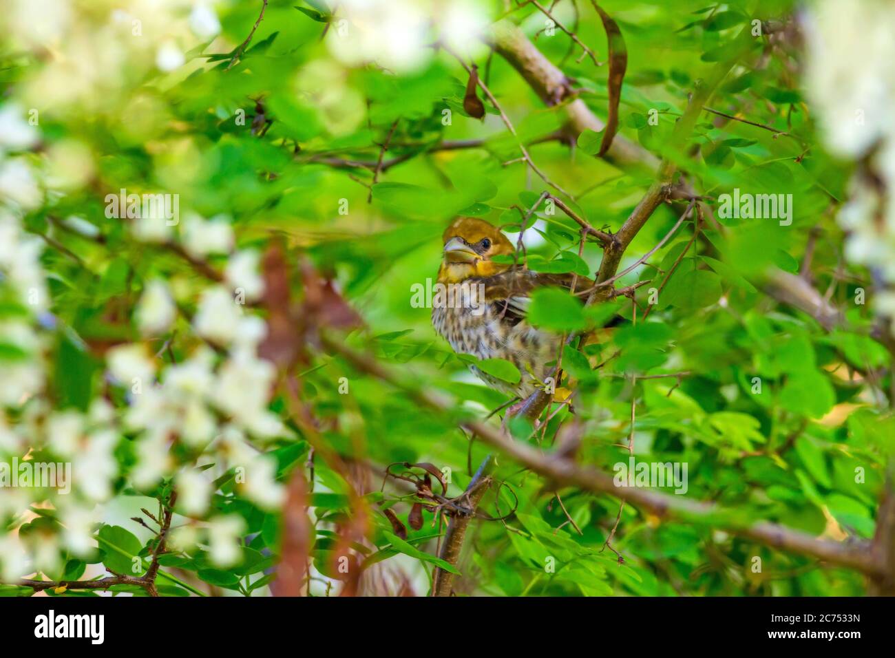 Cute little bird baby Hawfinch. Bird nest. Green nature background ...