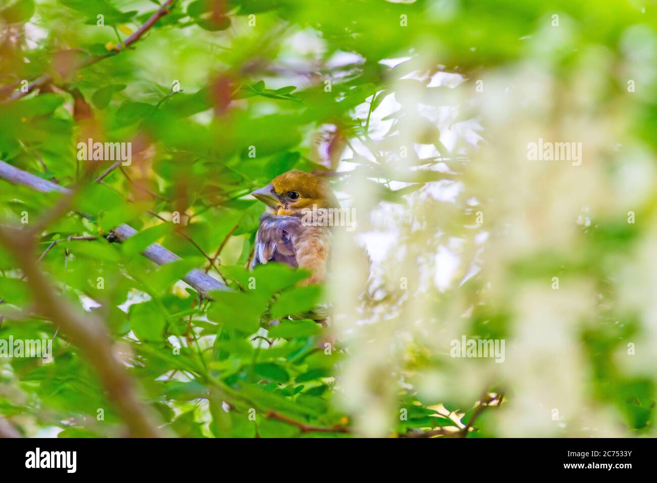 Cute little bird baby Hawfinch. Bird nest. Green nature background ...