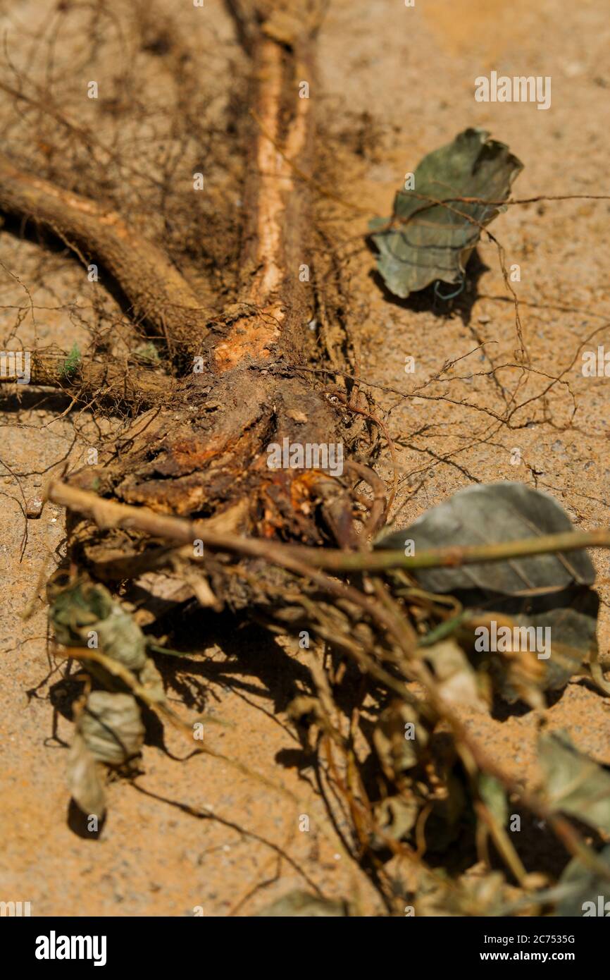 Plant Root Damage High Resolution Stock Photography and Images - Alamy