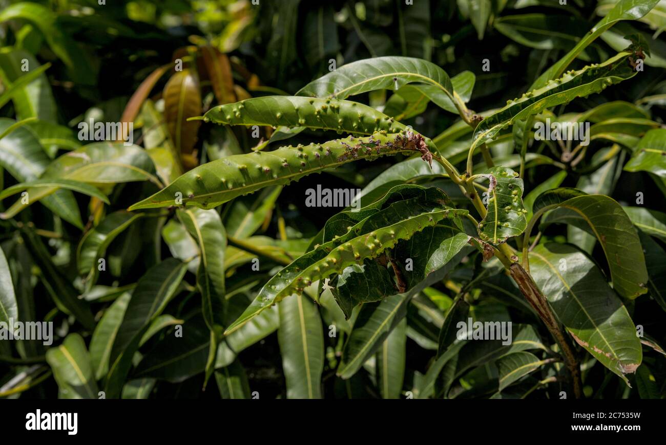 The young leaves of the mango trees were destroyed by insects Stock ...
