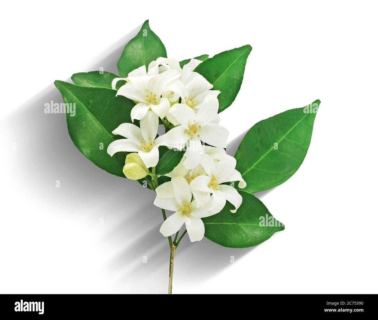 Orange jasmine petal on hi-res stock photography and images - Alamy