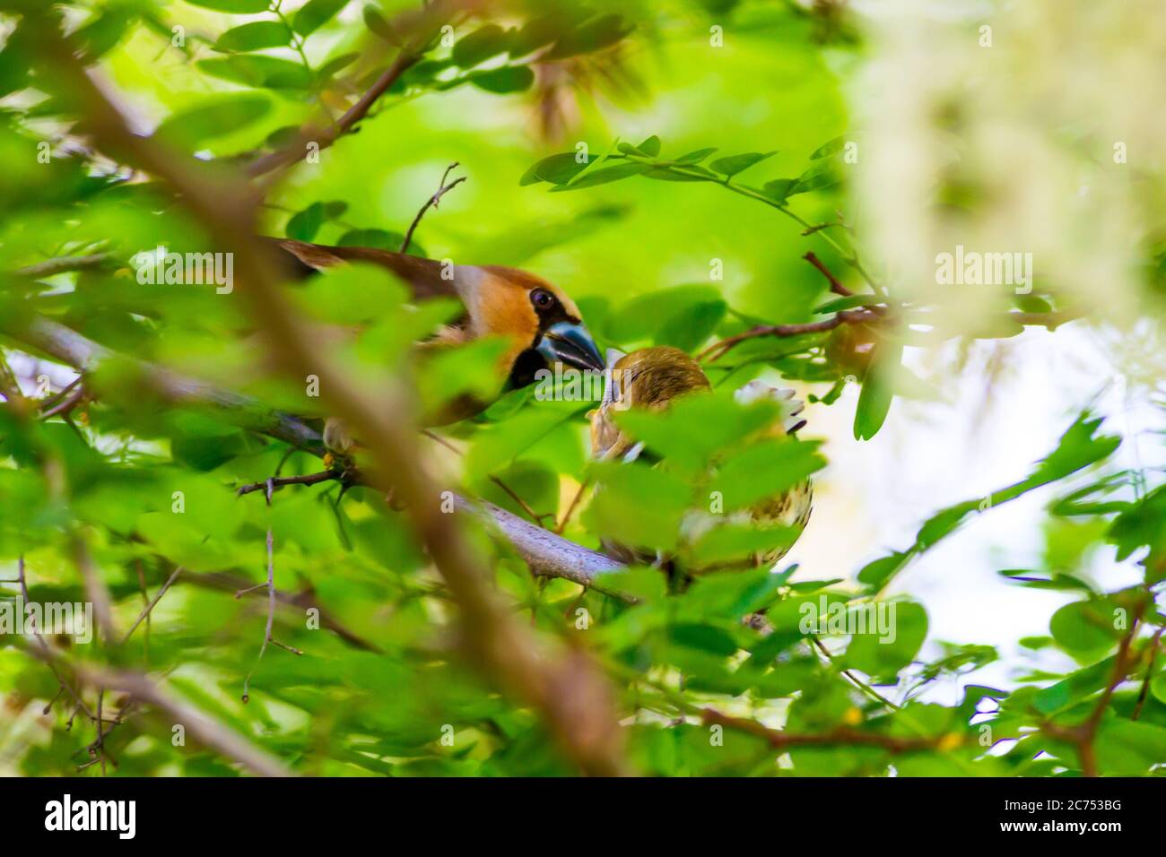 Cute little bird baby Hawfinch. Bird nest. Green nature background ...