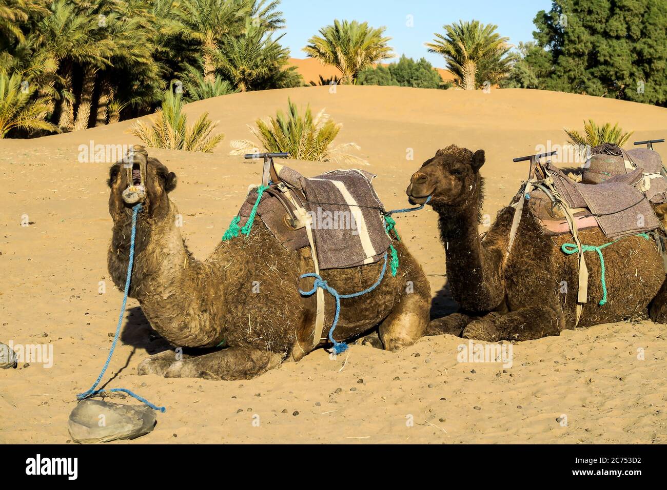 camel in the desert, beautiful photo digital picture Stock Photo - Alamy