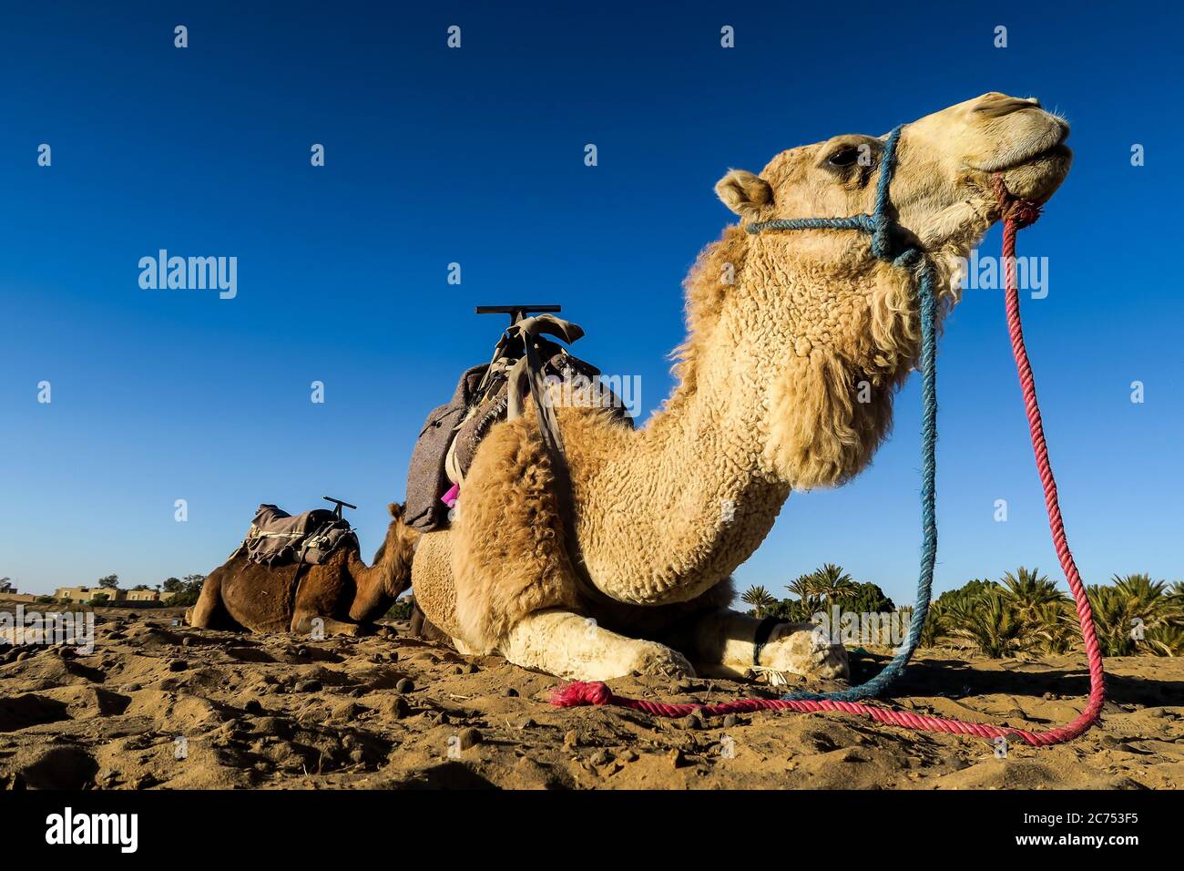 camel in the desert, beautiful photo digital picture Stock Photo - Alamy