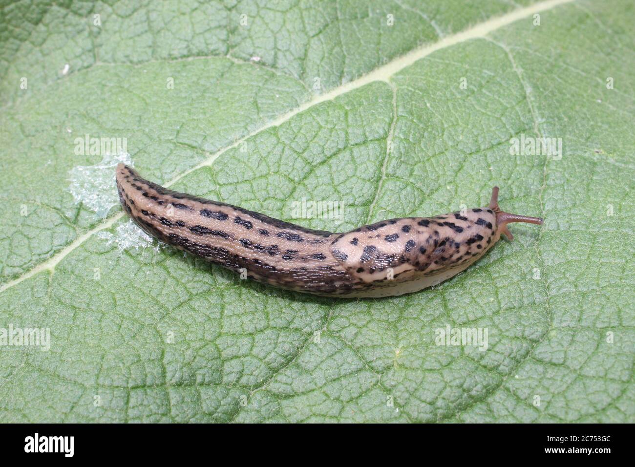 The picture shows a tiger slug in the garden Stock Photo - Alamy