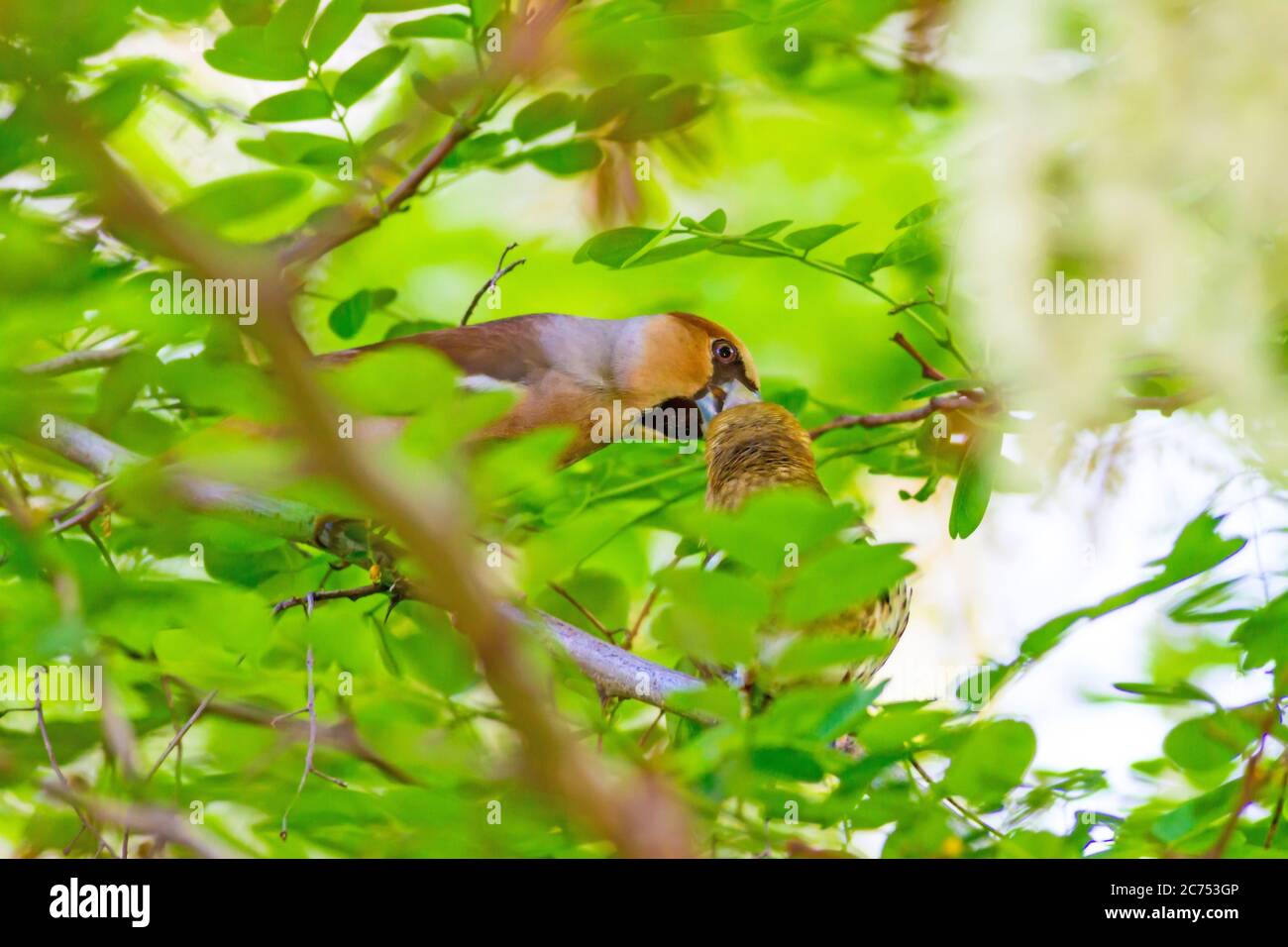 Cute little bird baby Hawfinch. Bird nest. Green nature background ...