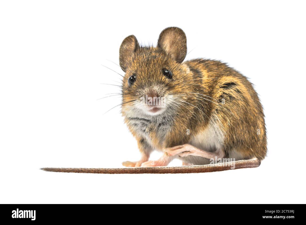 Scared Wood mouse (Apodemus sylvaticus) isolated on white background ...