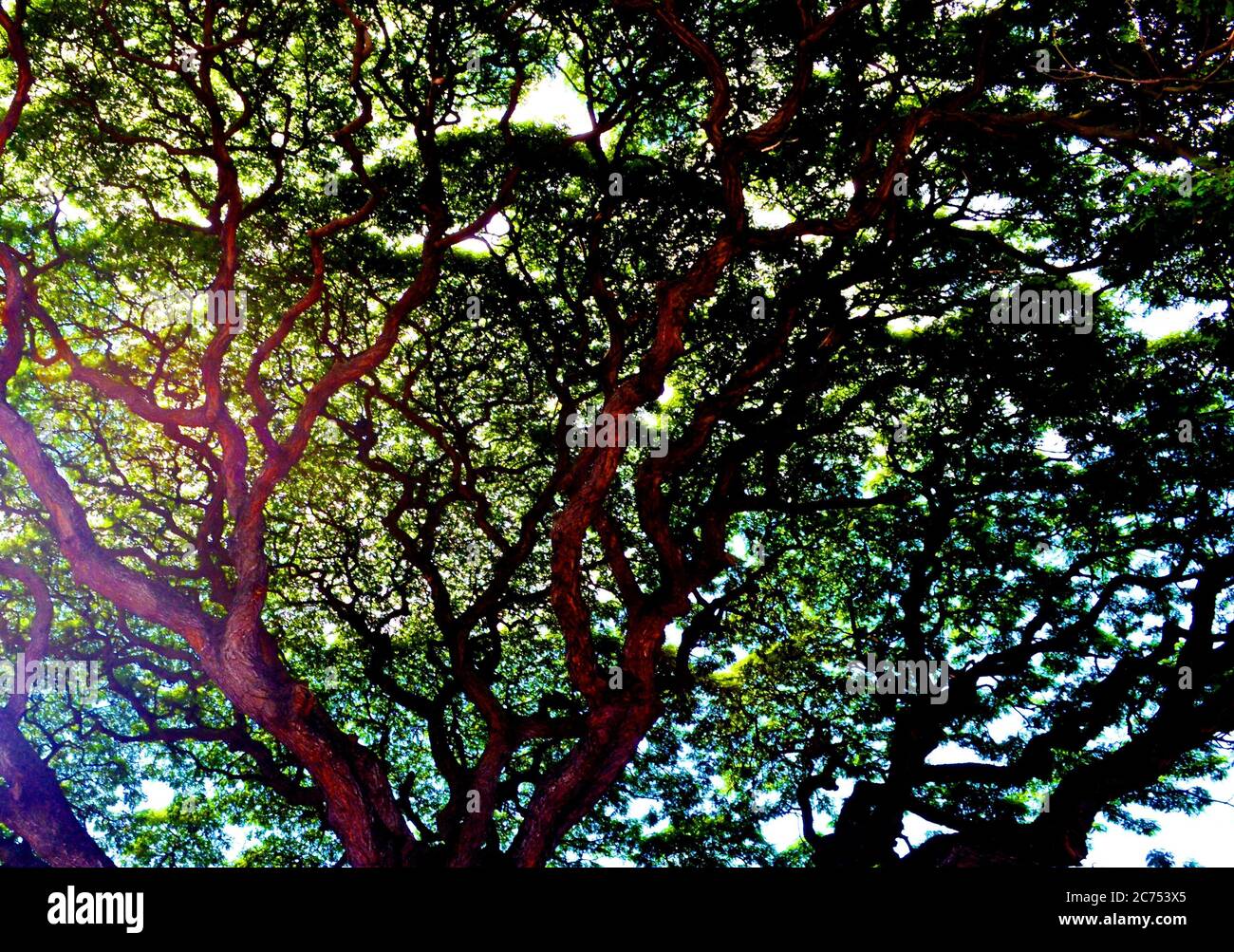 Tall green tree crown Stock Photo - Alamy