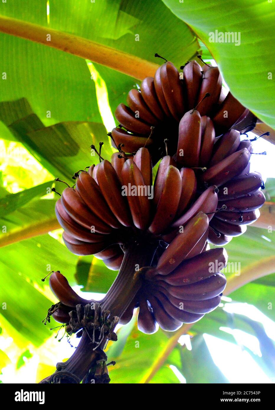 Banana in the forest, Zanzibar Stock Photo - Alamy
