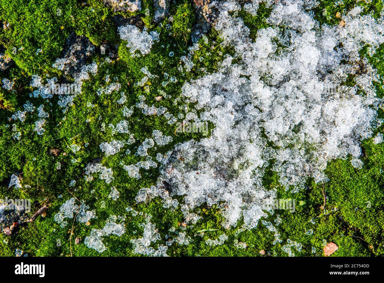 Moss covered in snow. Snow winter background Stock Photo - Alamy