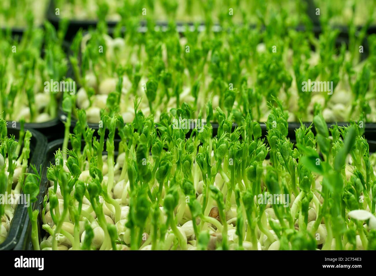 Micro grass greens sprouts grow containers. Healthy eating and ...
