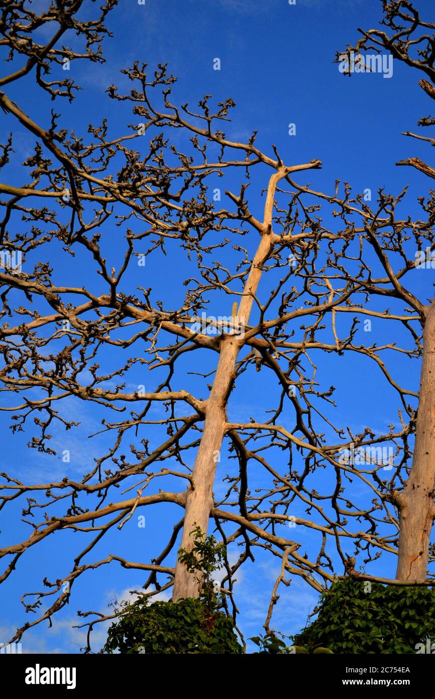 Tree branches in Jozani forest, Zanzibar Stock Photo - Alamy