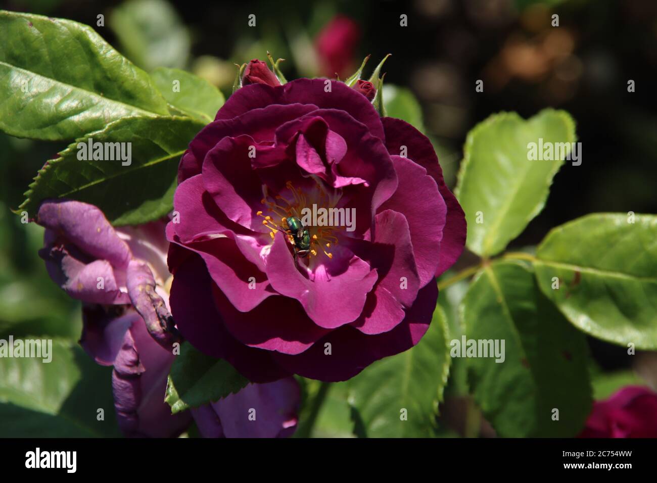 Rose Rhapsody in Blue in the Flora Rosarium in the village of Boskoop ...