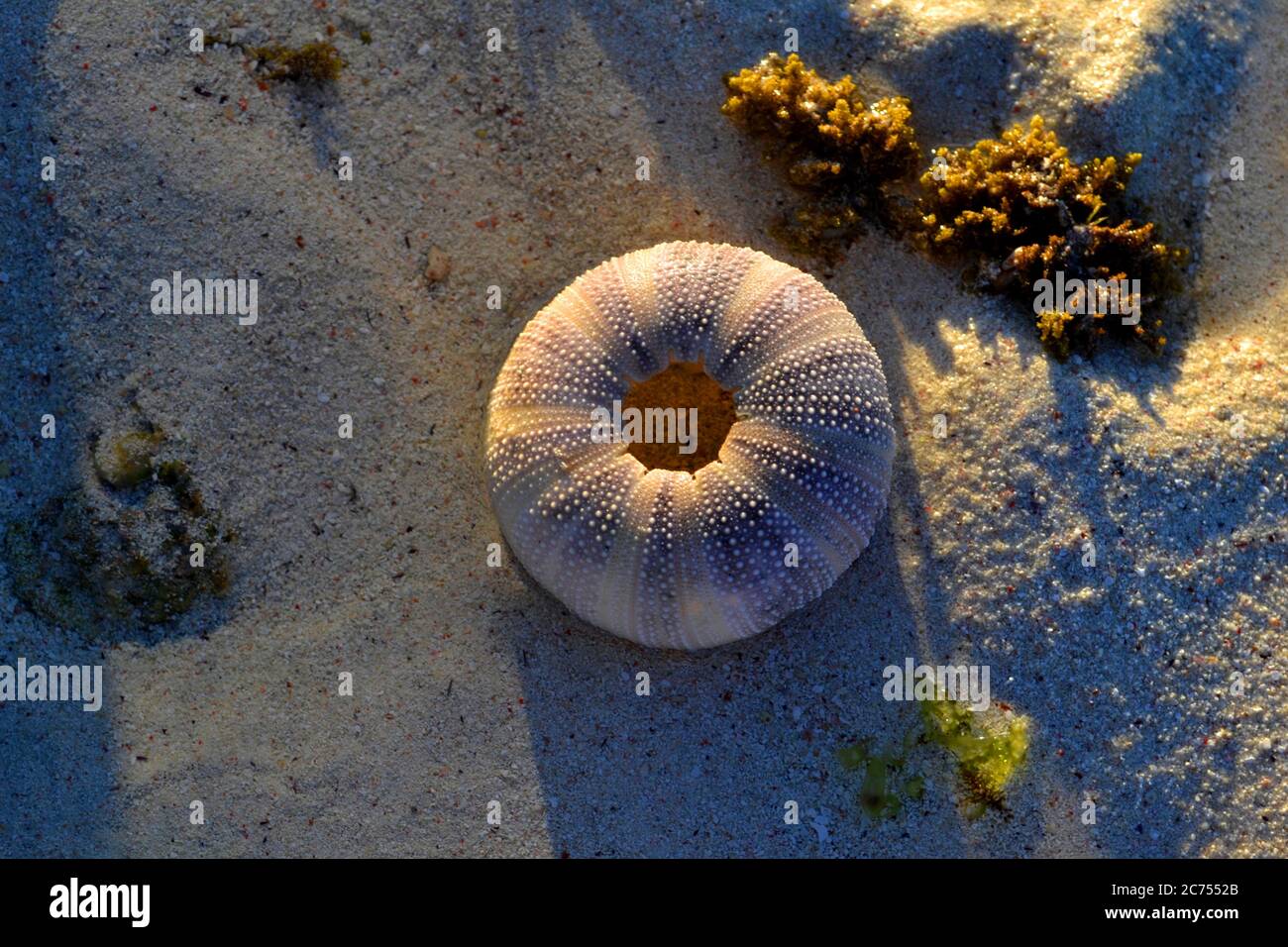Shell in Zanzibar Stock Photo - Alamy