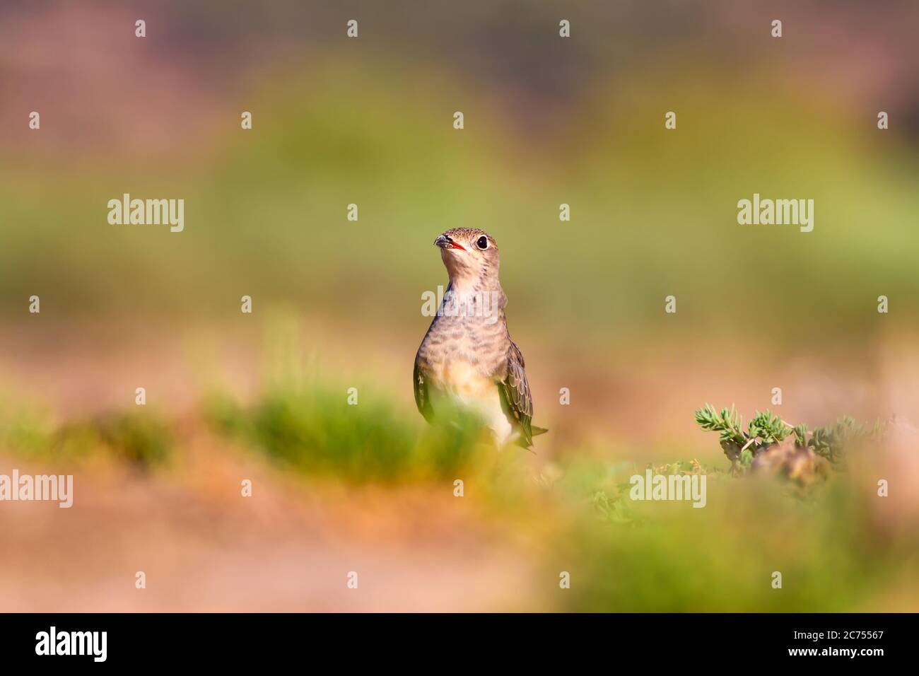 Cute bird Collared Pratincole. warm colors nature background. Bird ...