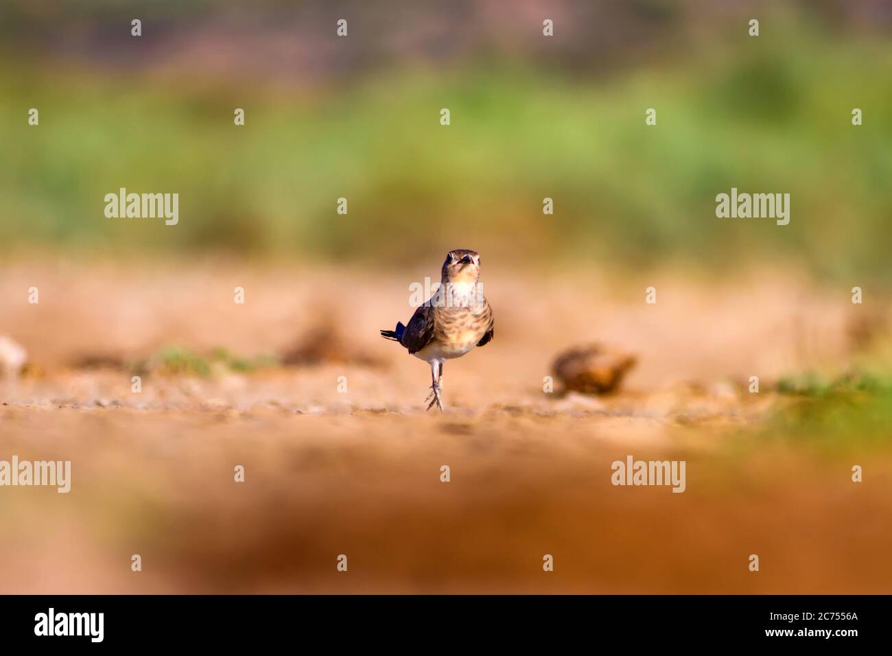 Cute bird Collared Pratincole. warm colors nature background. Bird ...