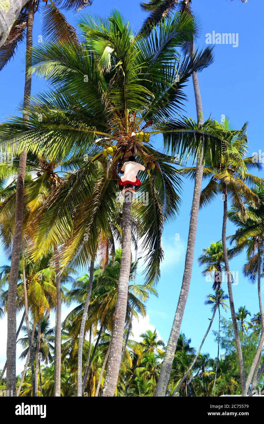 Man climbing a coconut tree hi-res stock photography and images - Alamy