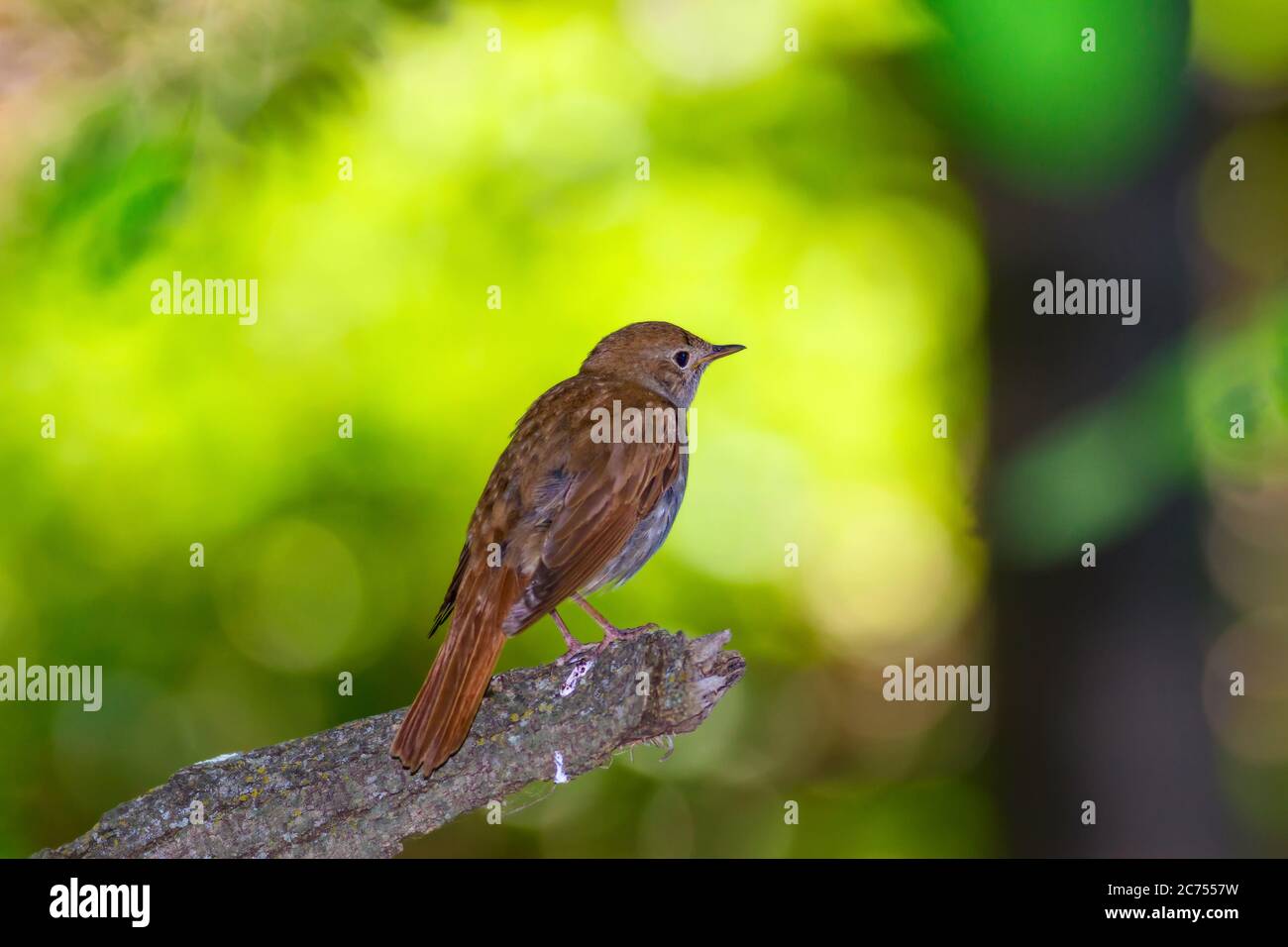 Common Nightingale. Cute bird in tree. Natural background Stock Photo ...