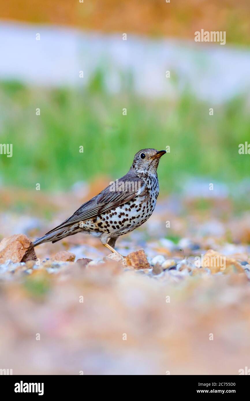 Mistle Thrush. Colorful nature background Stock Photo - Alamy