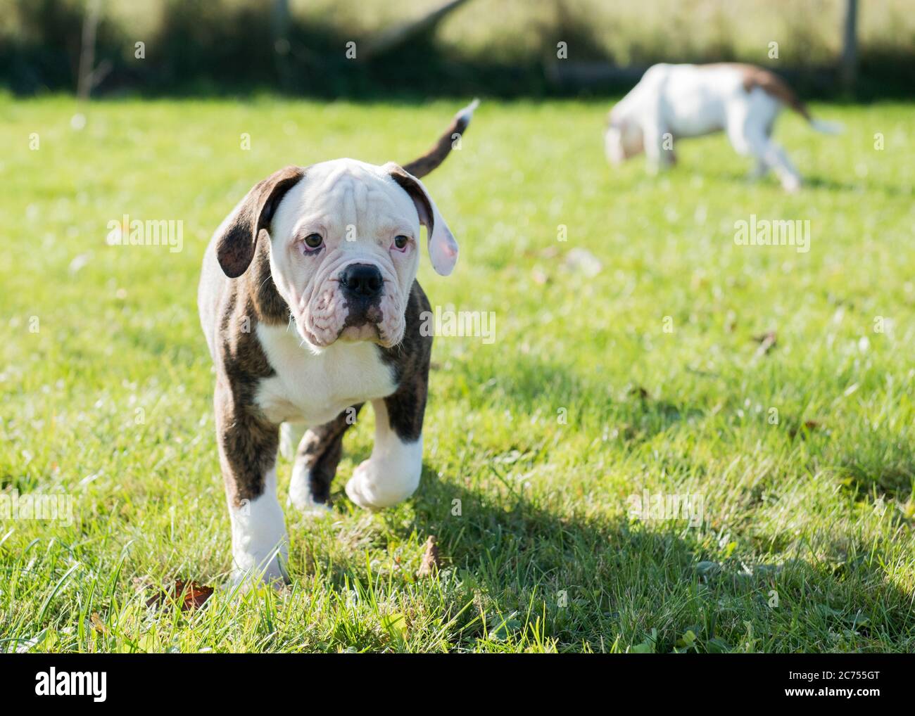 American Bulldog puppy on nature Stock Photo - Alamy