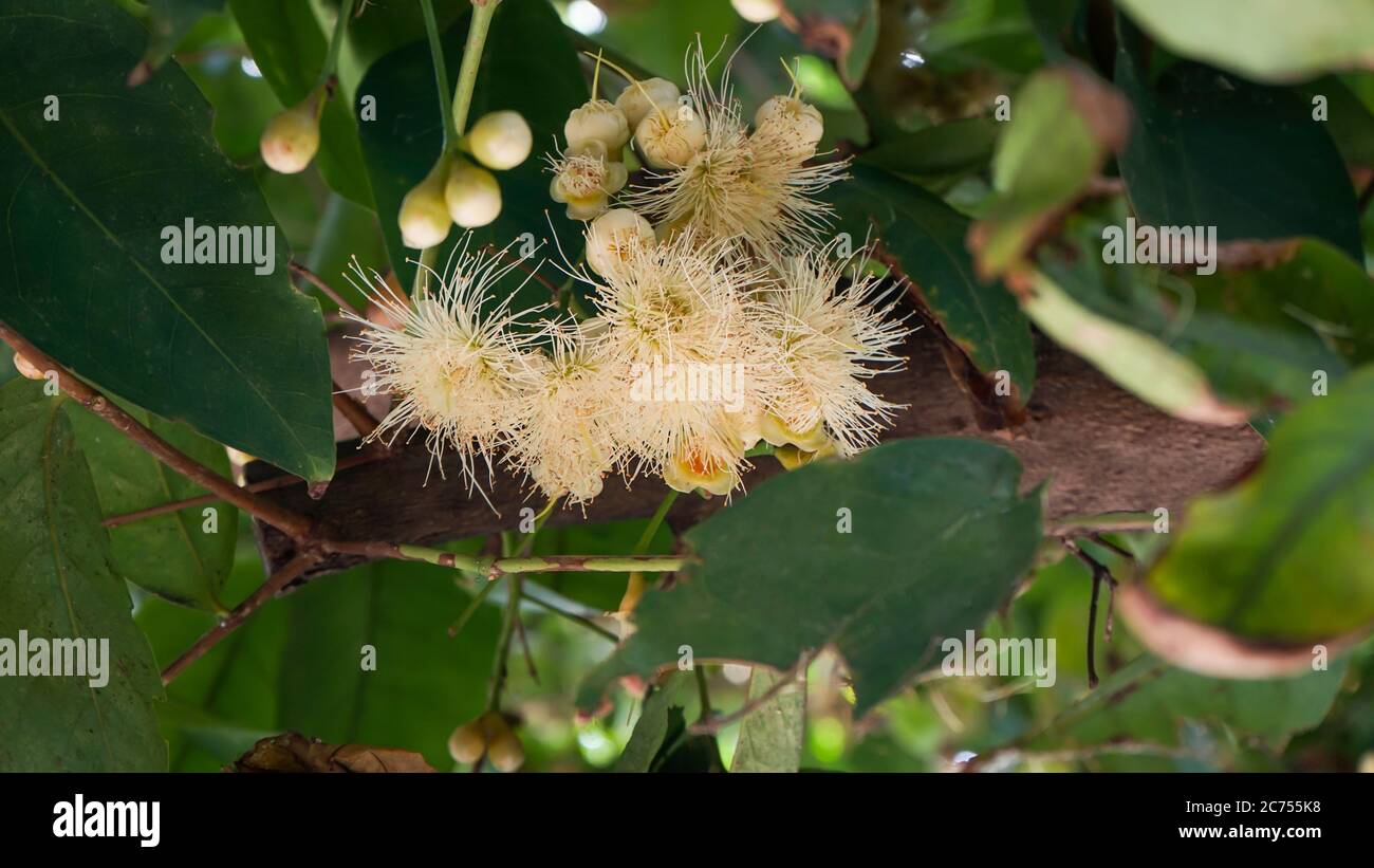 Guava flower hi-res stock photography and images - Alamy