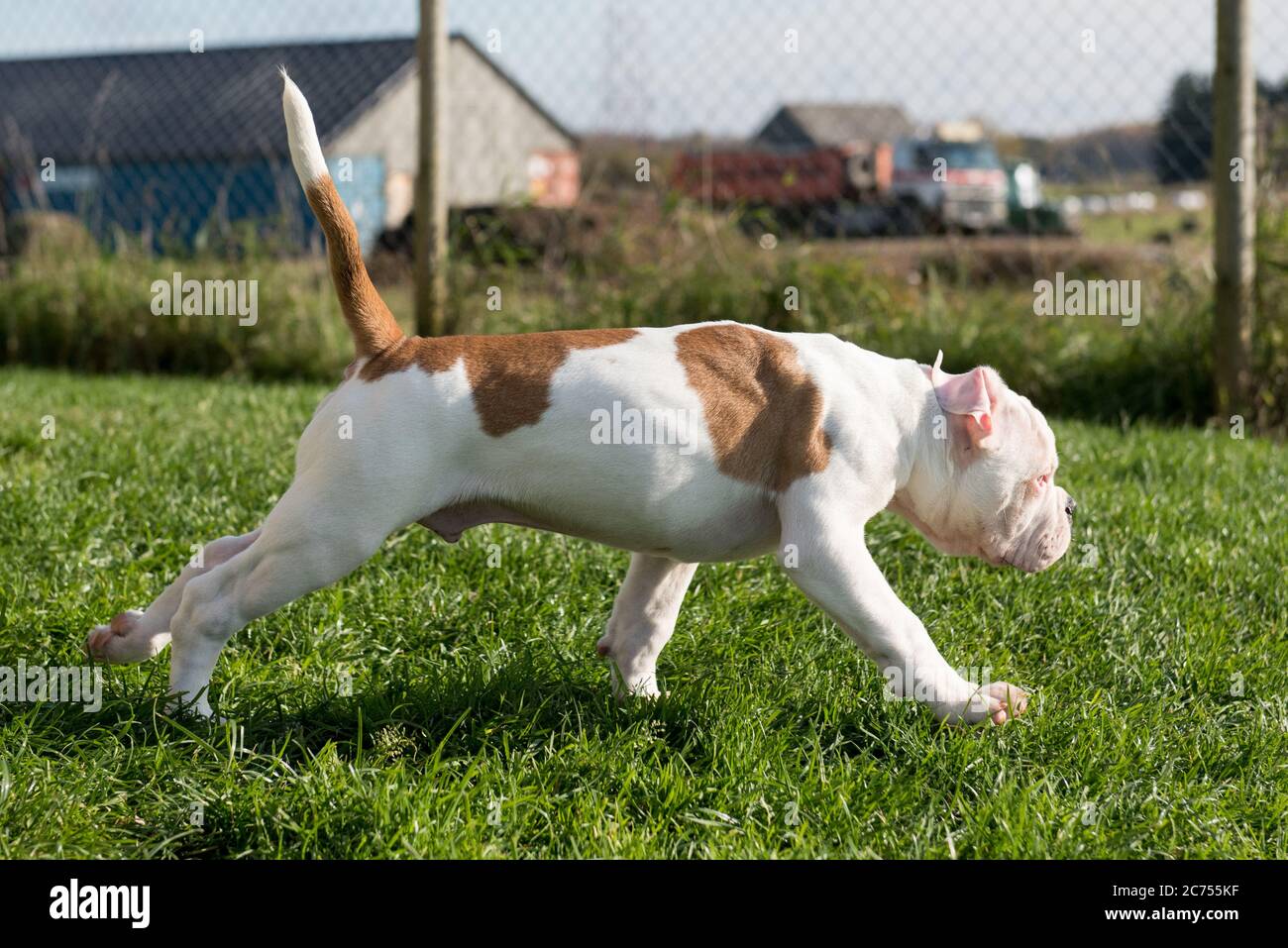 American Bulldog puppy on nature Stock Photo - Alamy
