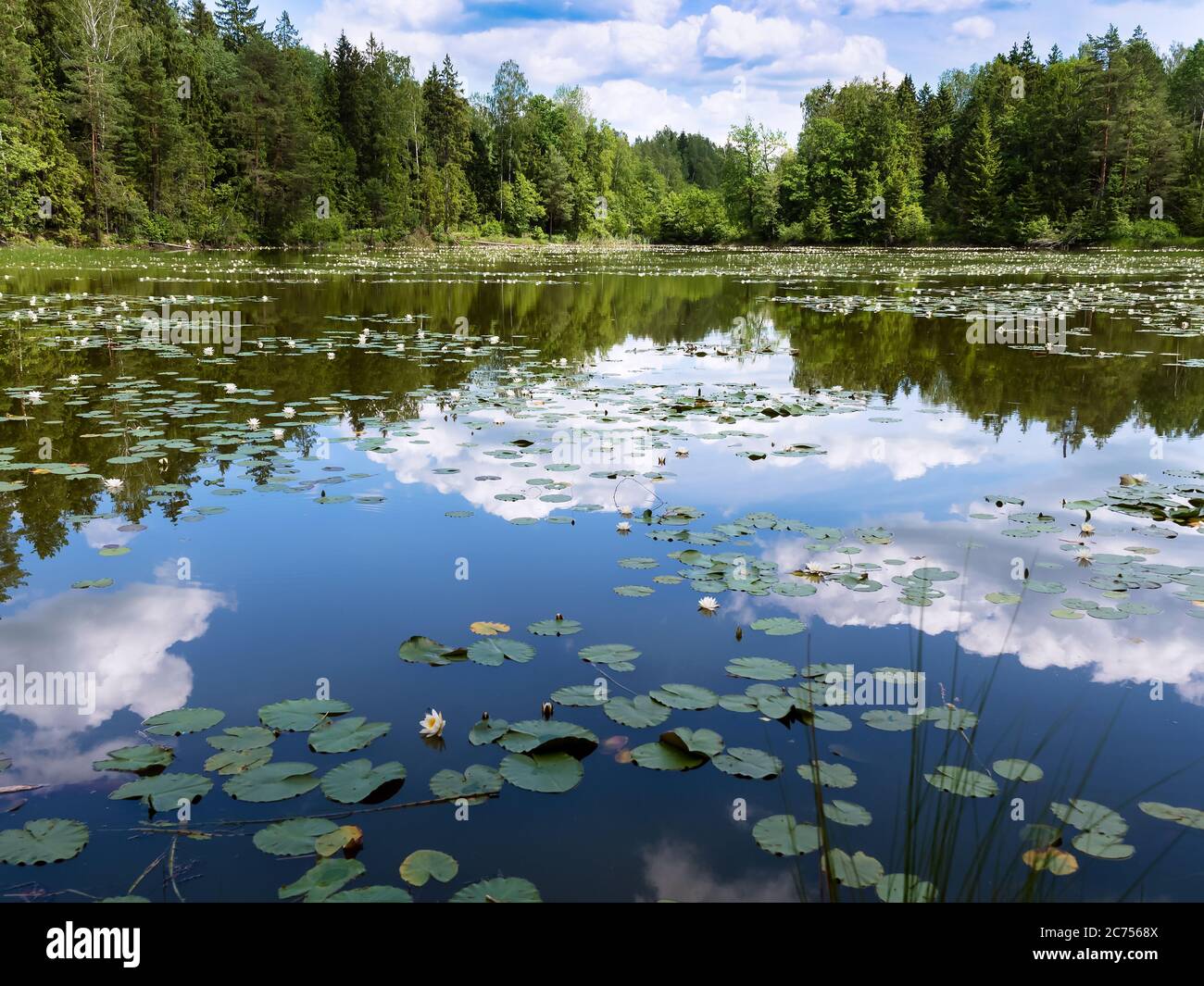 dead trees in the swamp, wild picturesque wetland Stock Photo - Alamy