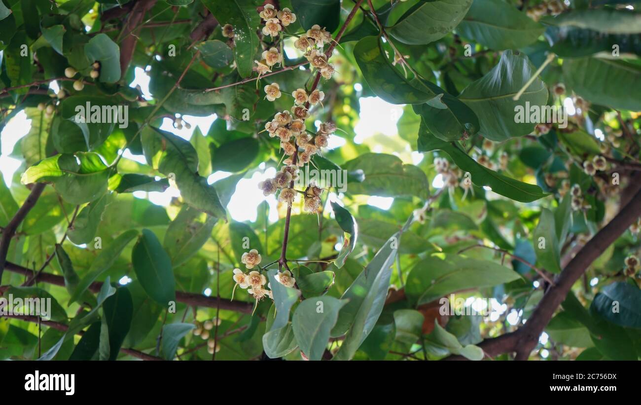 Water guava tree hi-res stock photography and images - Alamy