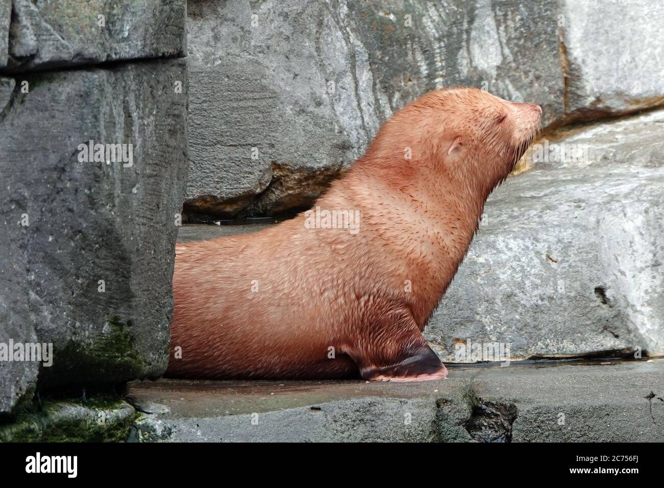 Albino bear hi-res stock photography and images - Alamy