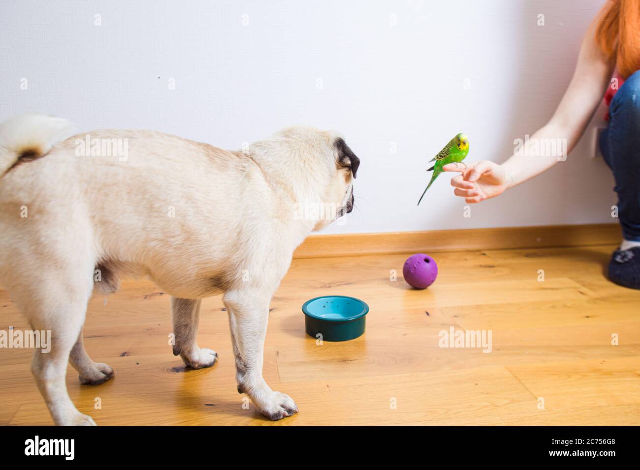The first meeting of pets - a parrot and a pug Stock Photo - Alamy
