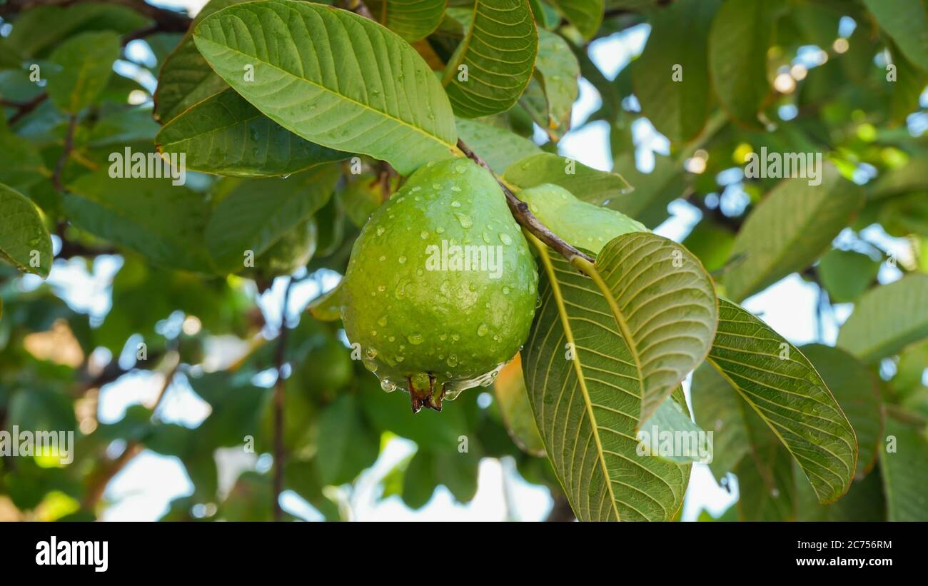Guava fruit on branches hi-res stock photography and images - Alamy