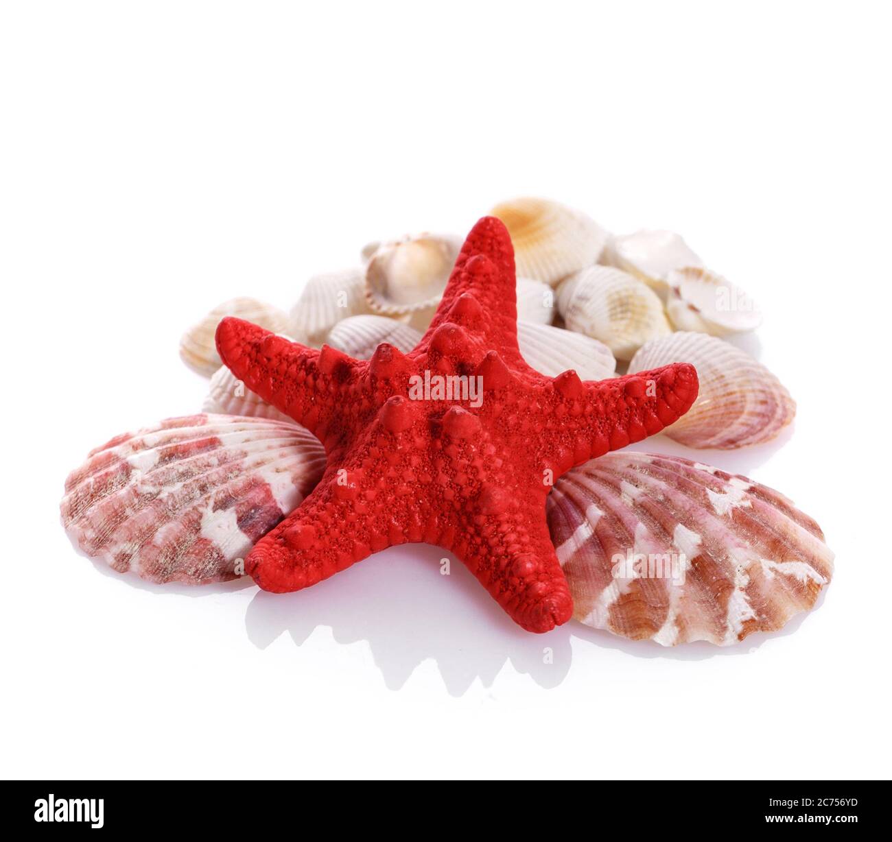 Colored seashells and starfish isolated on white background Stock Photo ...