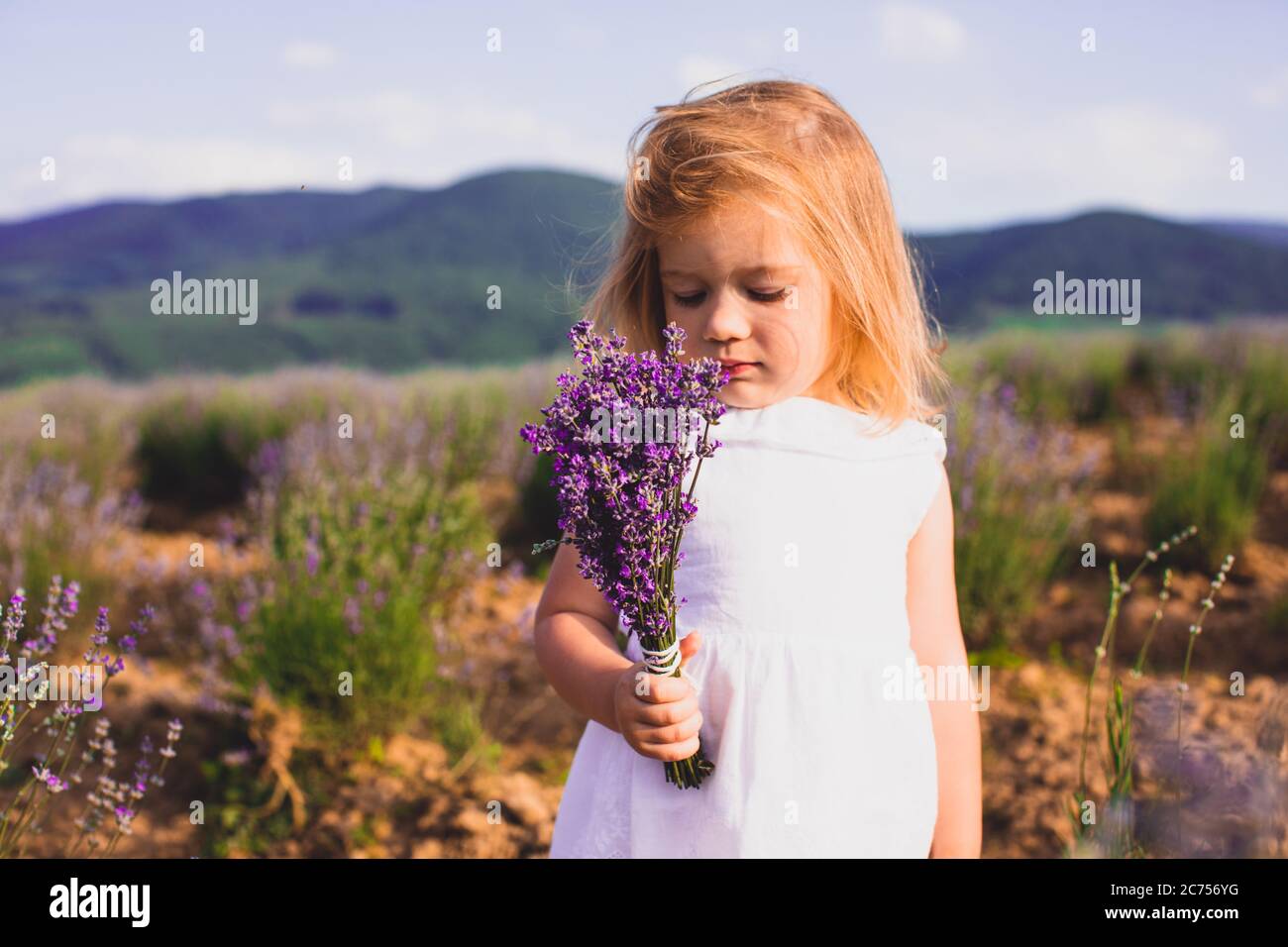 Lavender as a means of pacifying the child Stock Photo - Alamy
