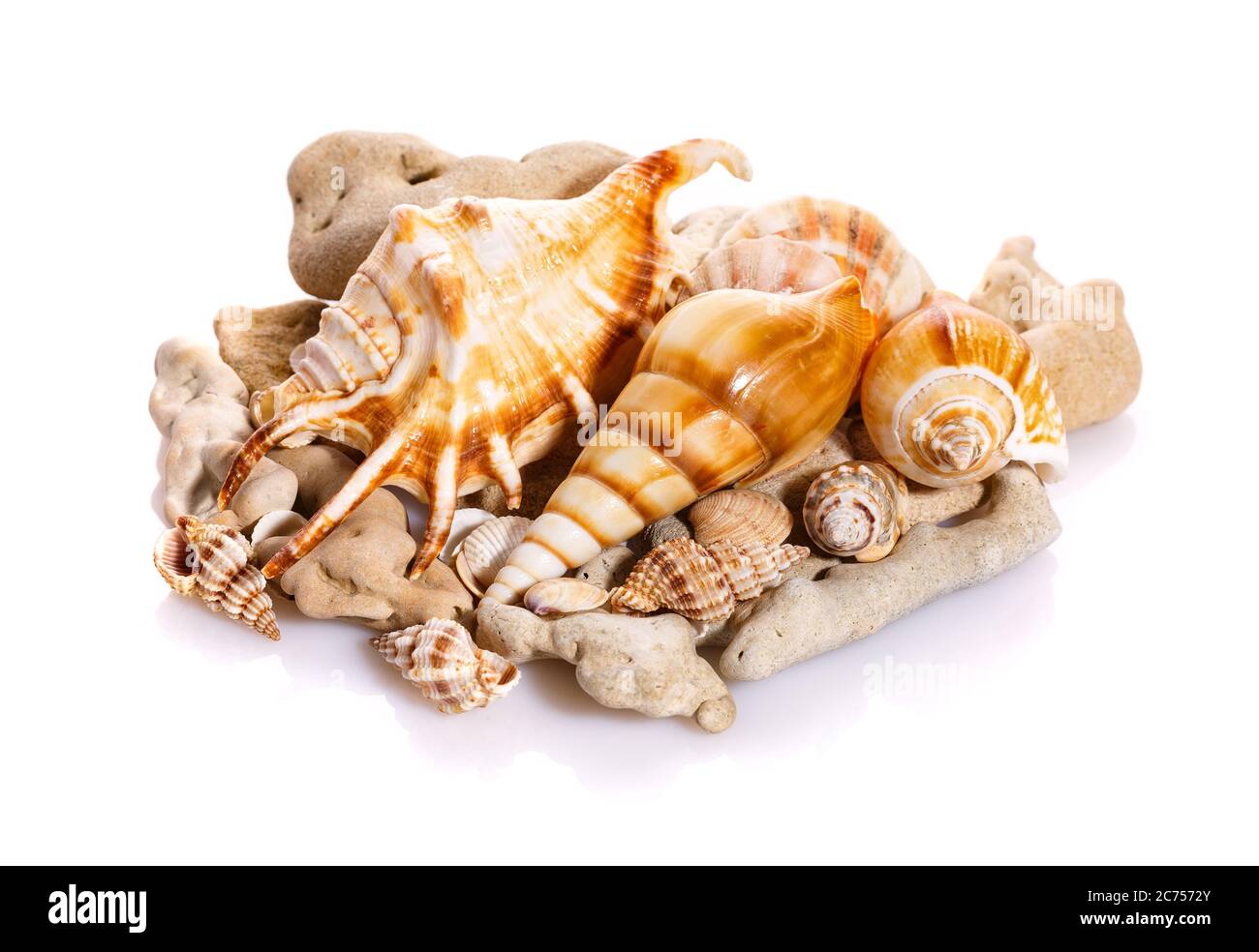 Marine sea shell in a studio setting against a white background Stock ...