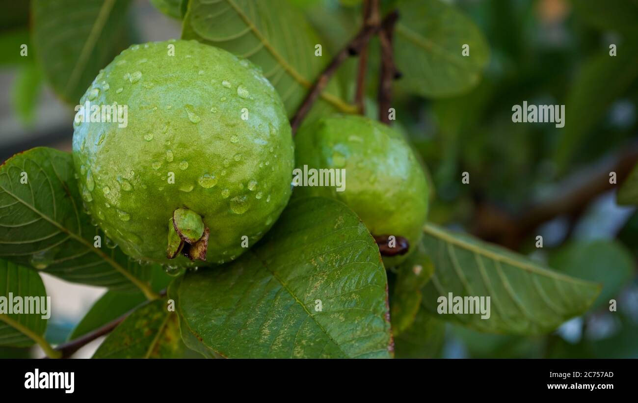 Close up guava fruit on the tree Stock Photo - Alamy