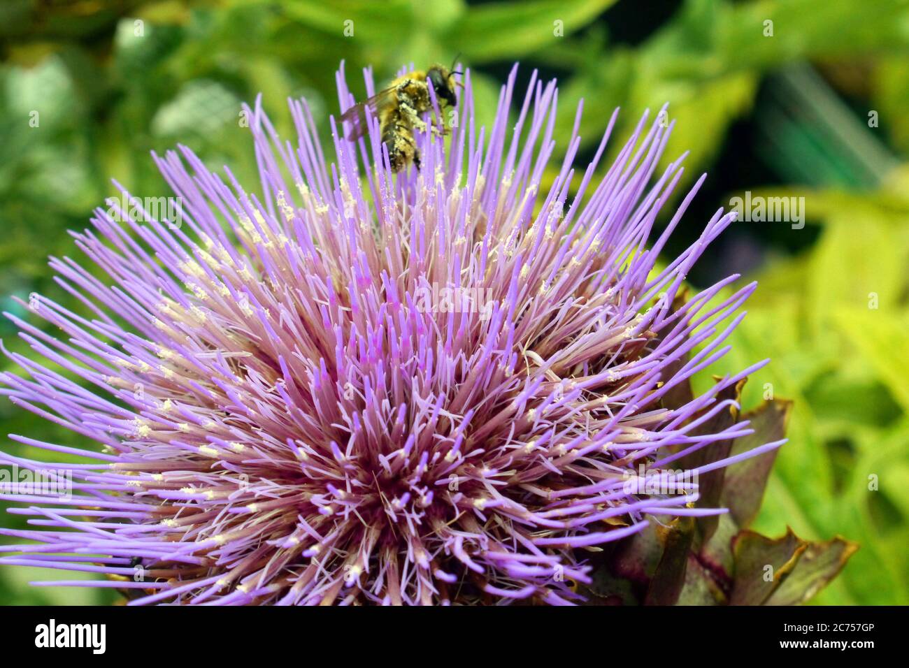 London, UK. 14th July, 2020. Wasp covered in pollen in artichoke flower ...