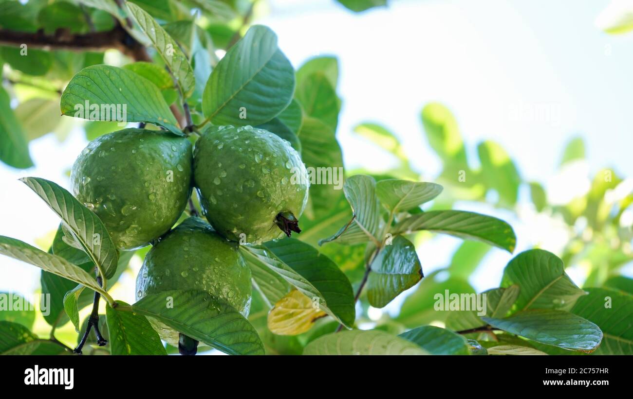 Guava fruit on branches hi-res stock photography and images - Alamy