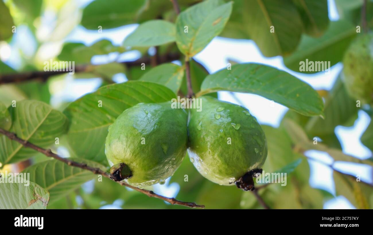 Close up guava fruit on the tree Stock Photo - Alamy