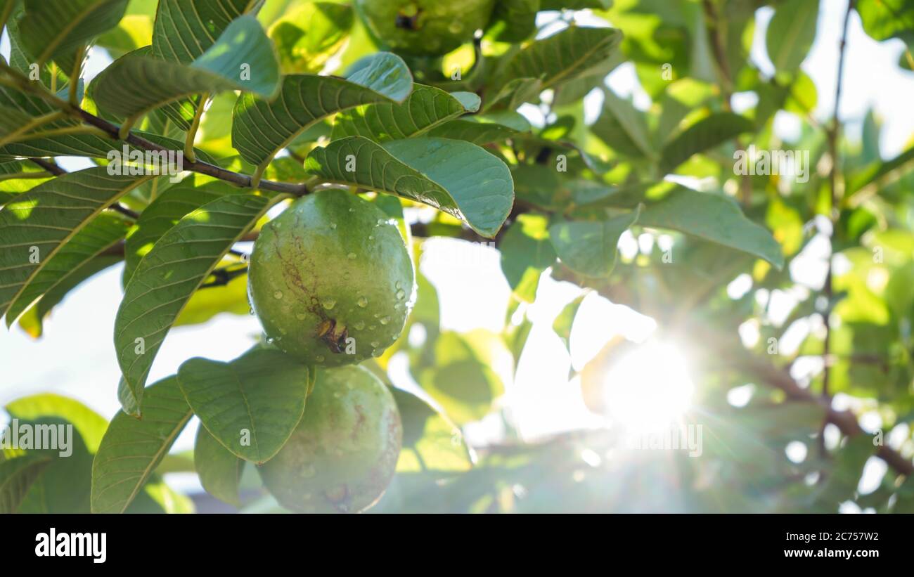 Guava tree branches hi-res stock photography and images - Alamy