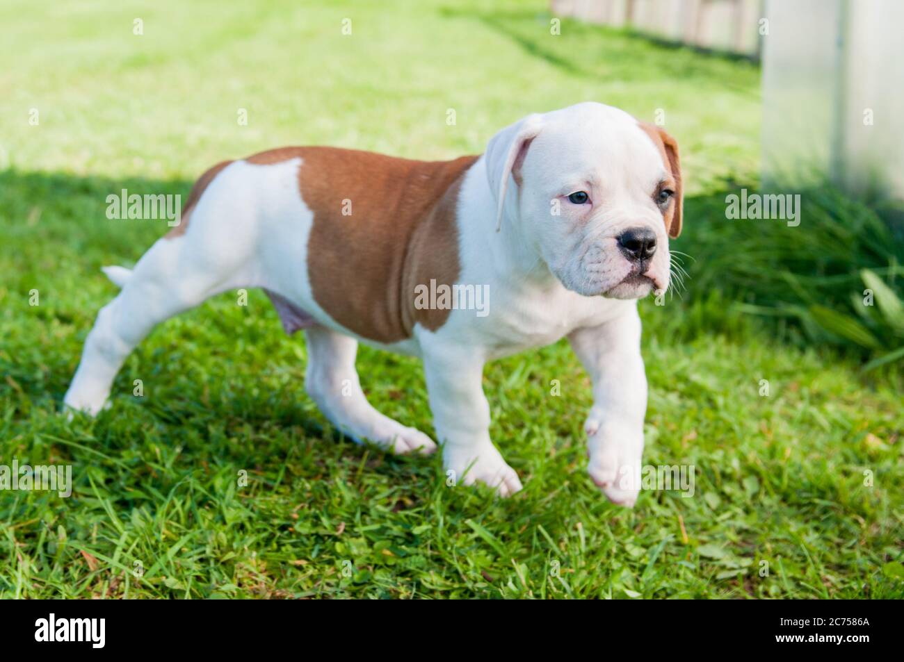 American Bulldog puppy on nature in the yard Stock Photo - Alamy