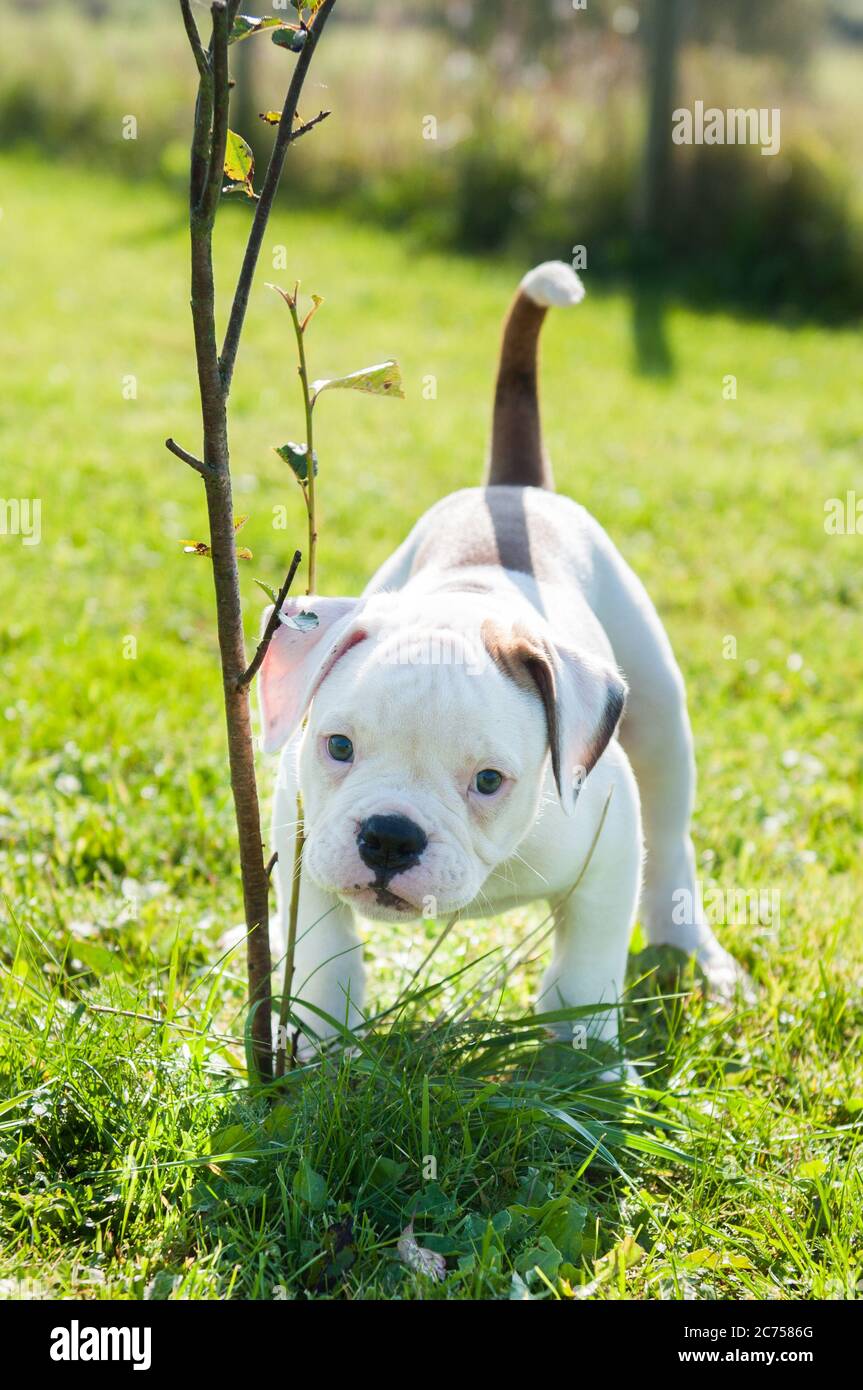 American Bulldog puppy on nature Stock Photo - Alamy