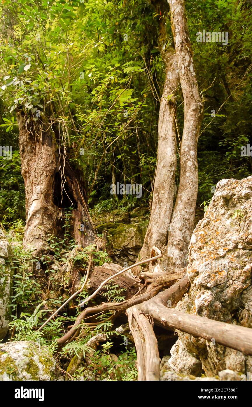 Landscape in Semuc Champey, Lanquin, Guatemala, Central America Stock ...