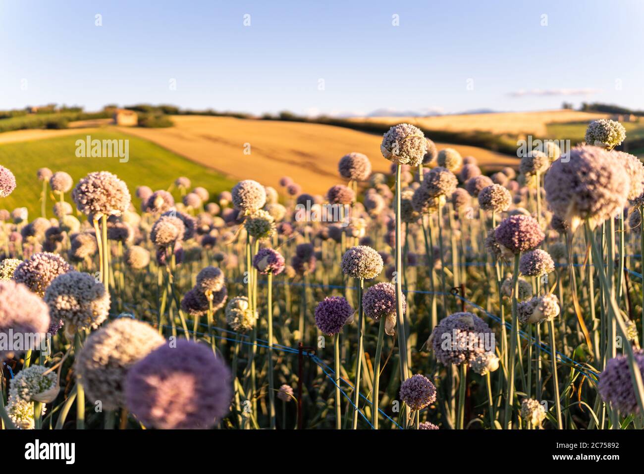 The flower bulb region hi-res stock photography and images - Alamy