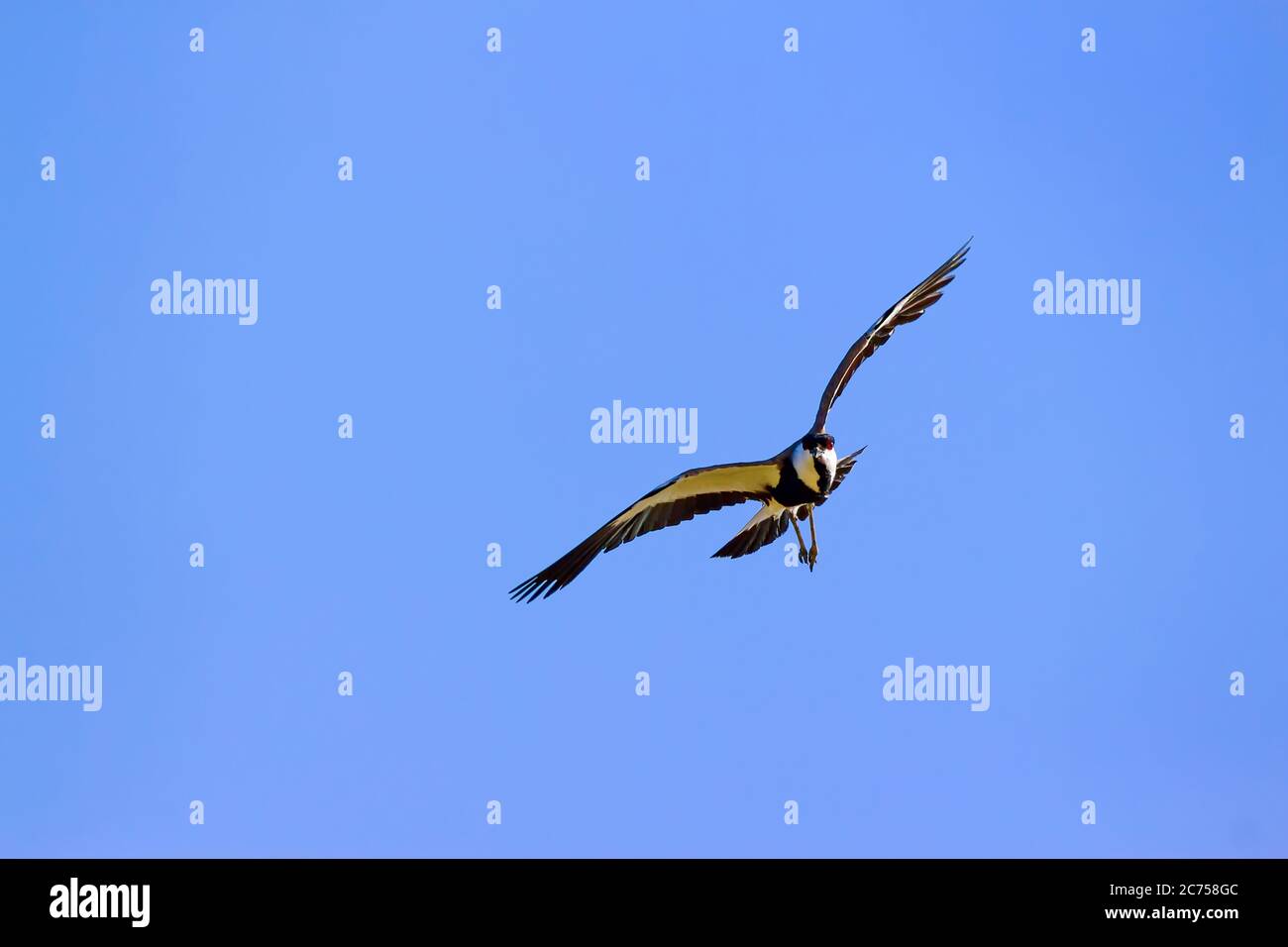 Flying bird. Spur winged Lapwing. Vanellus spinosus. Blue sky ...