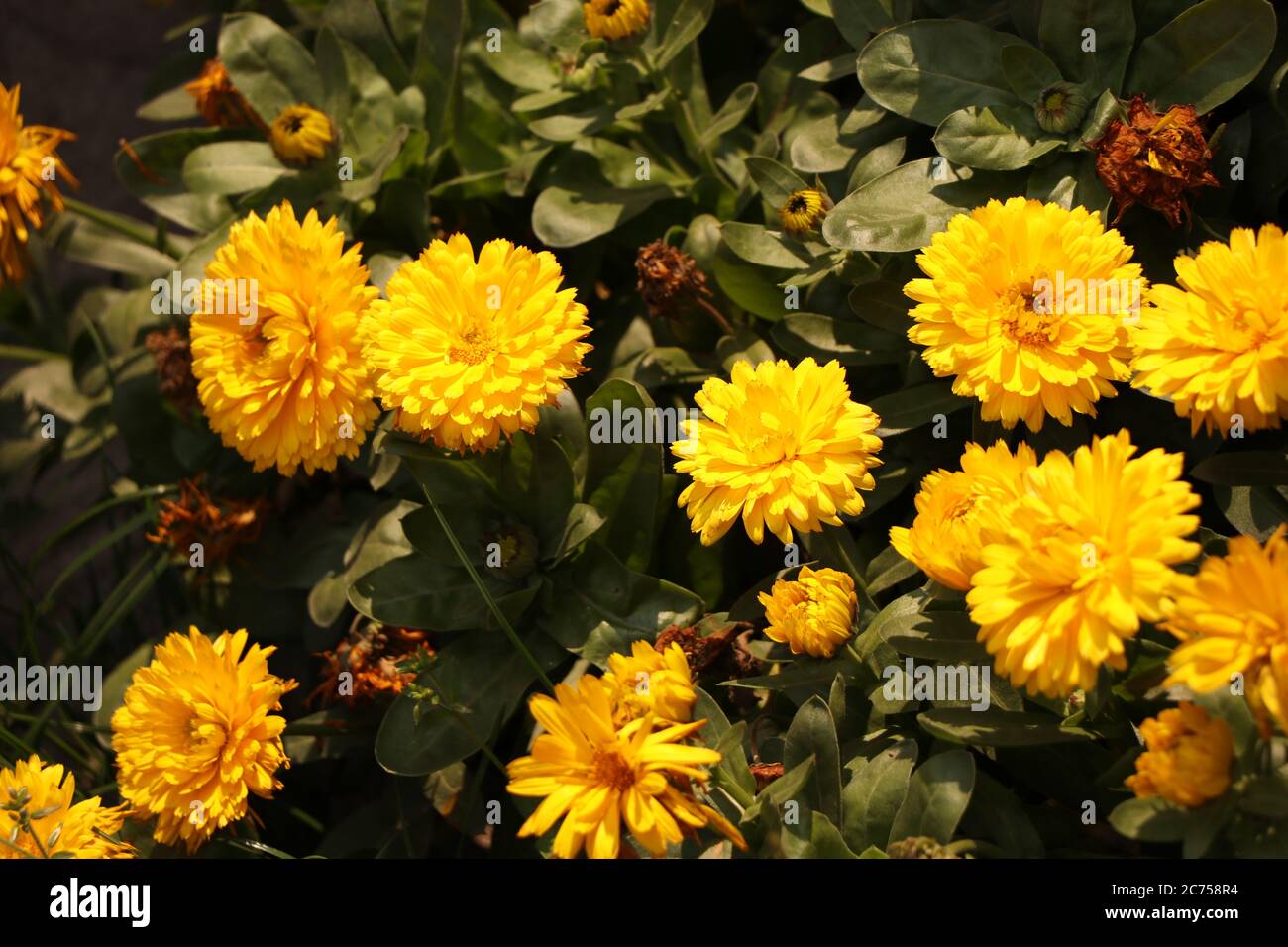 Green yellow flowers hi-res stock photography and images - Alamy