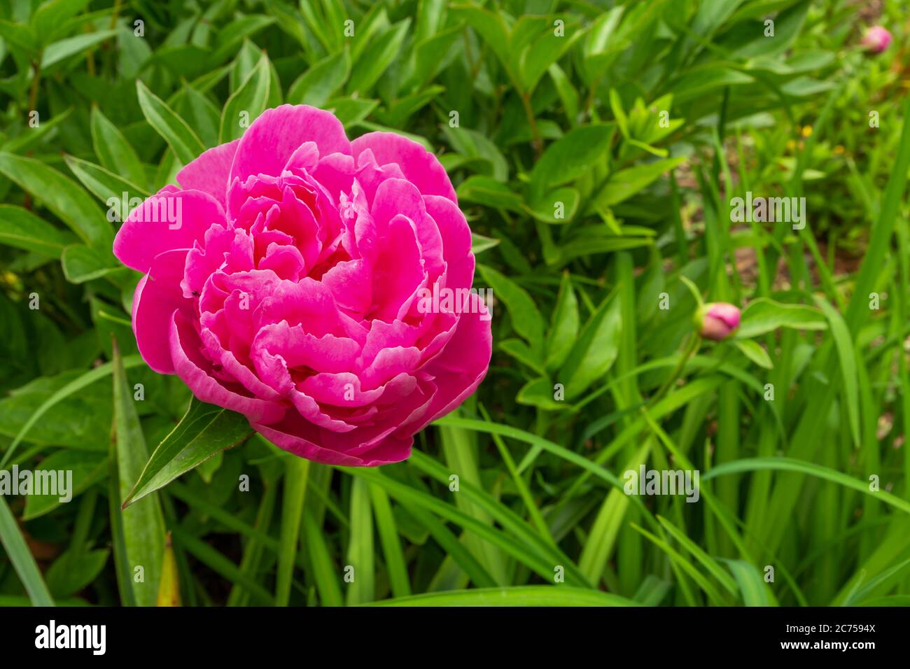 Pink grass flower hi-res stock photography and images - Alamy